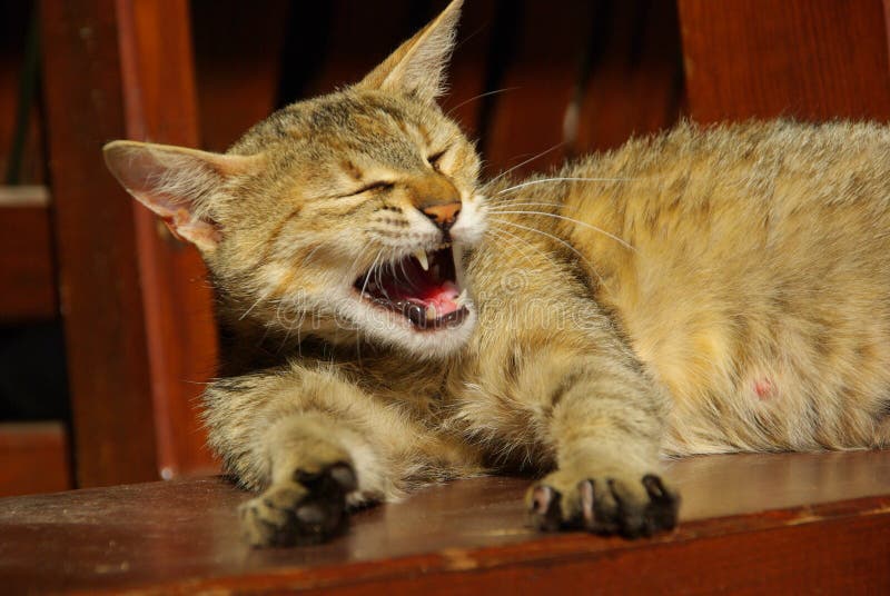 Cat stock photo. Image of yawn, brouwn, mouth, skin, gape - 10128790