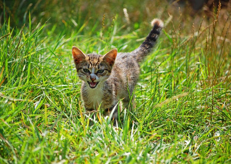 Cat stock photo. Image of cats, fangs, stripes, feline - 10398376