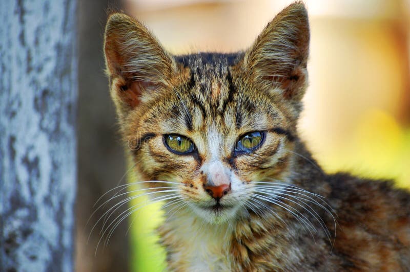 Poor and sick cat stock photo. Image of cute, pitiful - 31448198