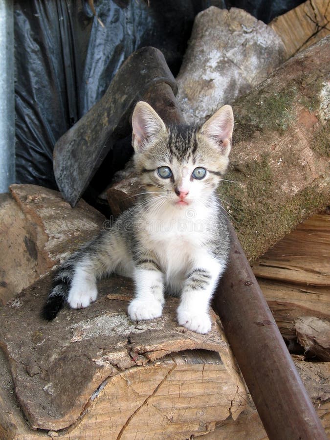 Cat stock photo. Image of catlike, animal, chopper, woodcutter - 10583826