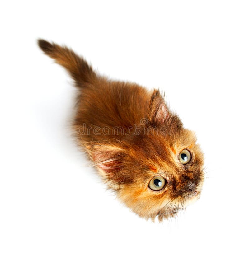 Kitty and butterfly stock photo. Image of kitten, white - 19209818