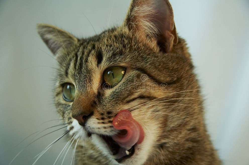 Cat stock photo. Image of animal, pets, cats, glad, loll - 1067782