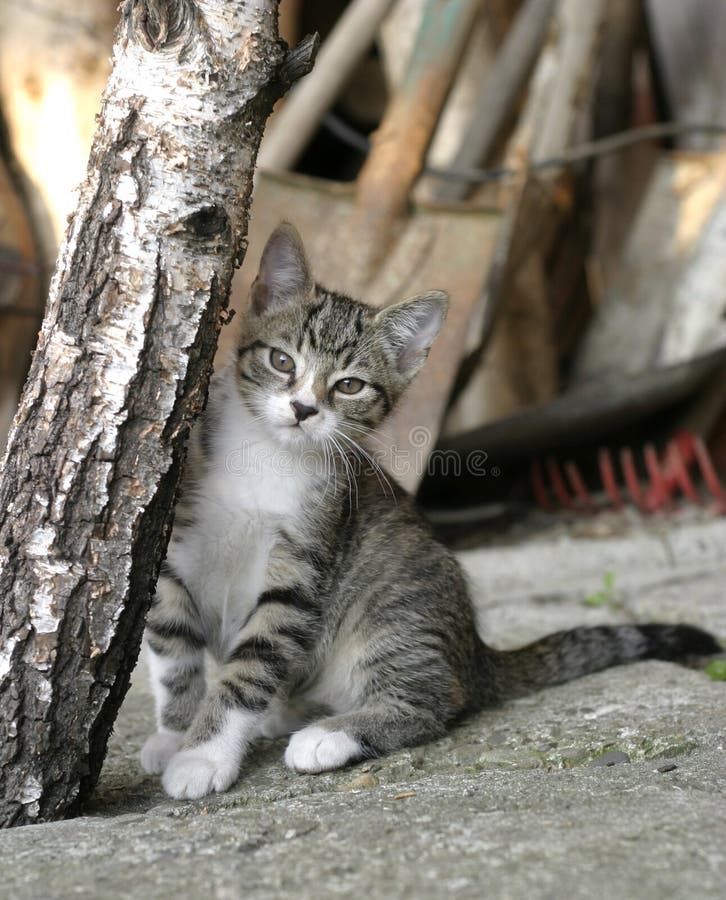 Scarey Cat with Arched Back in Street Stock Image - Image of scared ...
