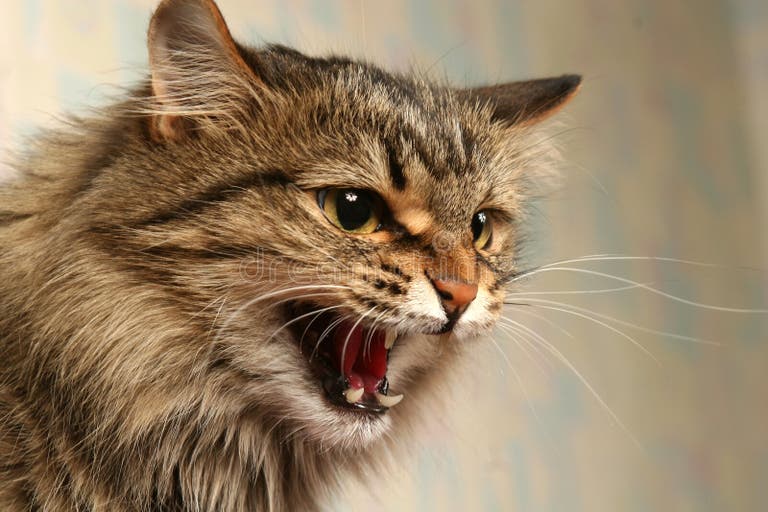 224 Tabby Mau Cat Stock Photos - Free & Royalty-Free Stock Photos from ...