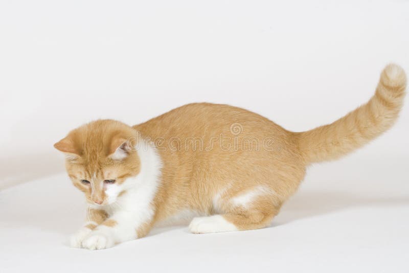 White cat stretching stock photo. Image of relax, relaxing - 8116348