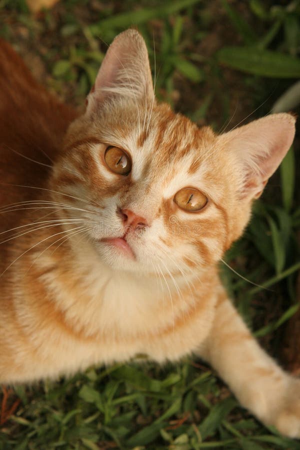 53+ Tawny cat Free Stock Photos - StockFreeImages