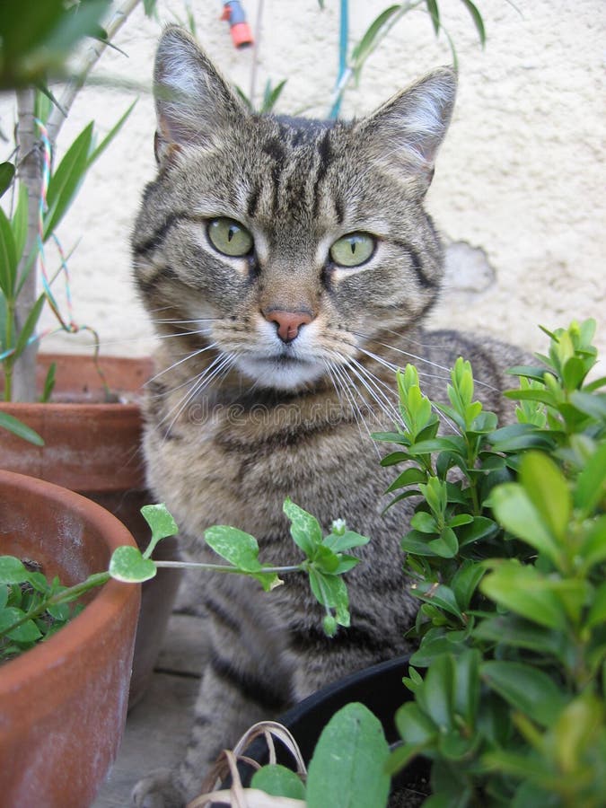 Arabian Wild Cats stock photo. Image of domestic, bohemia - 347822