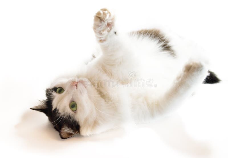 Bottom View of Tabby Cat Sitting on Glass Table Looking Down Stock ...