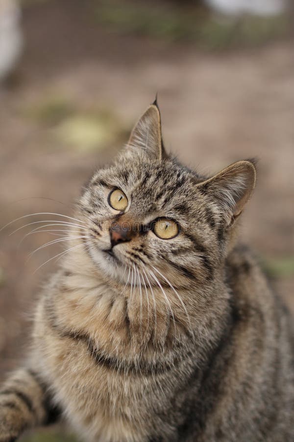 Red furry cat stock photo. Image of white, young, pets - 19971604