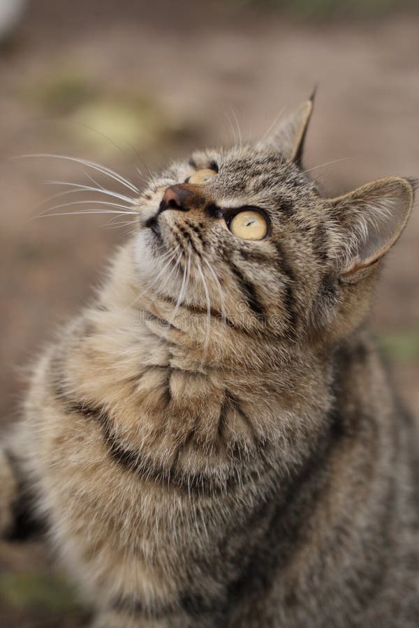 Cat stock photo. Image of lovely, animal, amiable, black - 11749912