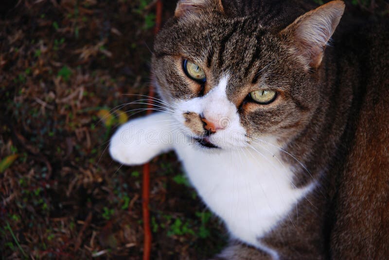 182 Cat Tusk Stock Photos - Free & Royalty-Free Stock Photos from ...