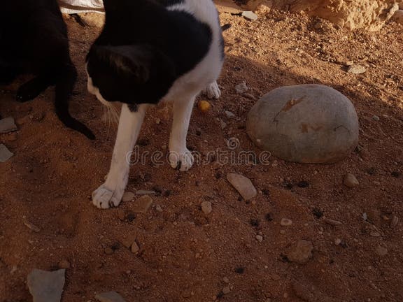 Cat stock image. Image of angry, sand, bluecat, blue - 118786597