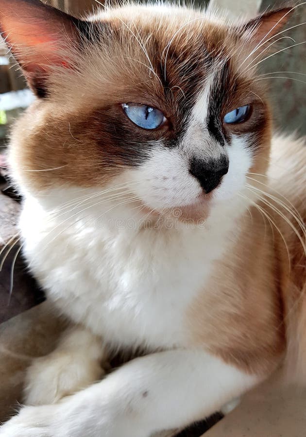 CAT stock photo. Image of snobbish, baby, strict, permese - 119088942