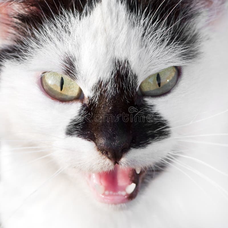 Angry hissing cat stock image. Image of kitty, angry, animal - 5891921