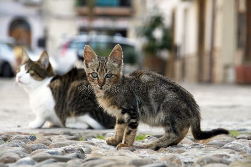 Scarey Cat with Arched Back in Street Stock Image - Image of scared ...
