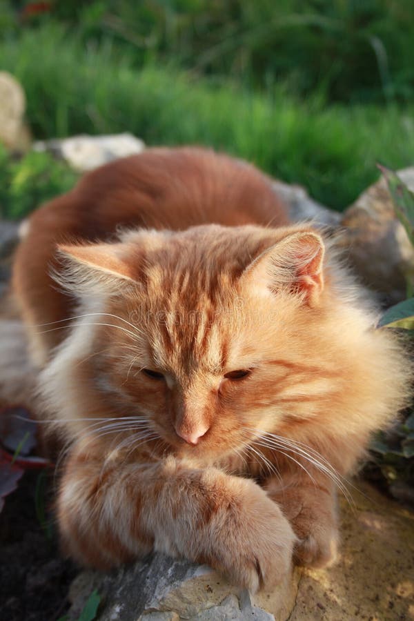 Cat stock image. Image of mammal, contemplation, feline - 12300221