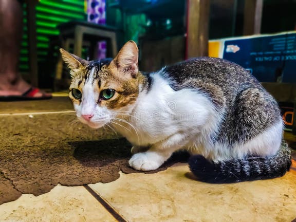 Cat stock photo. Image of diwali, street, beach, sweet - 124477208