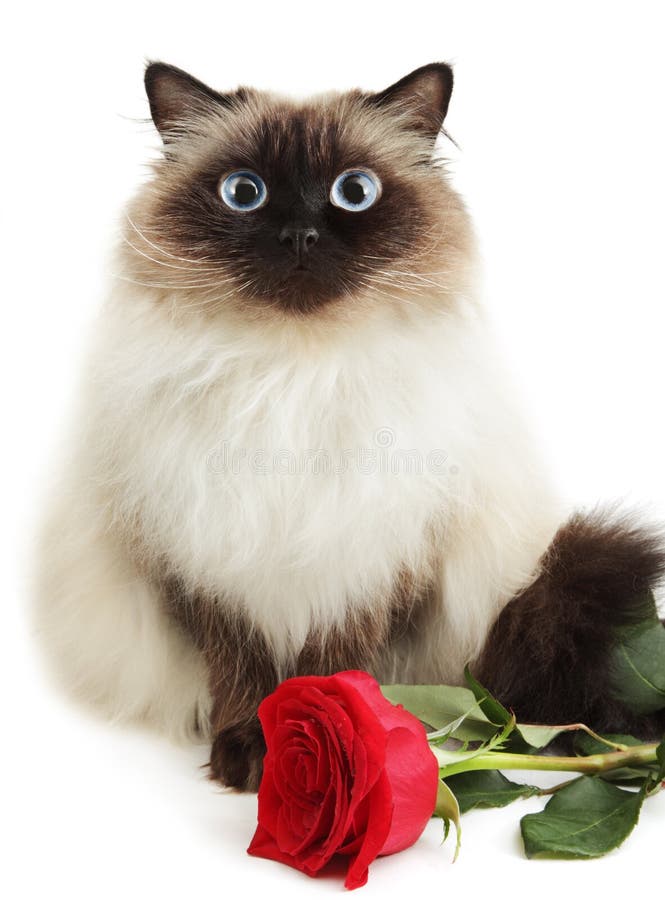 Young cat with a rose stock photo. Image of card, humor - 4087054
