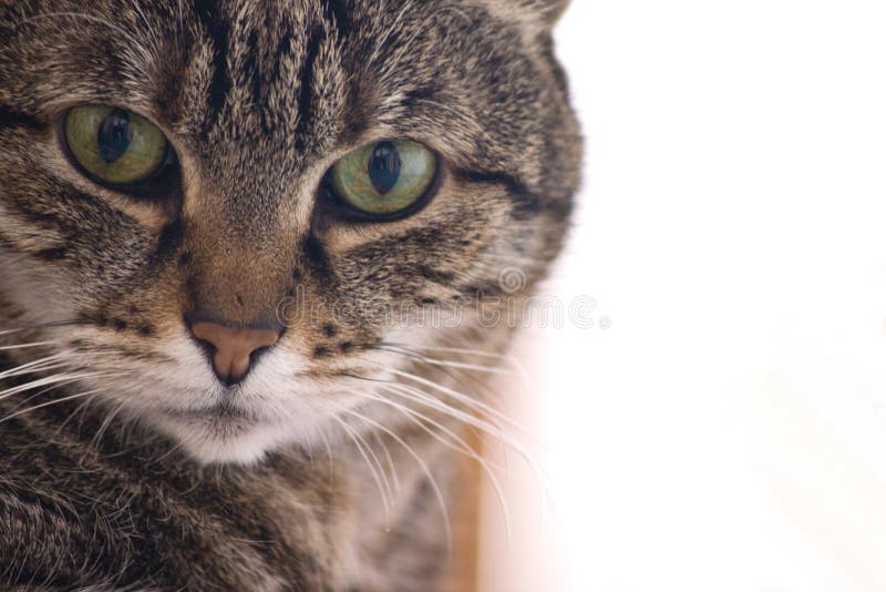 Cat stock image. Image of careless, alone, dreaming, cutie - 12689791