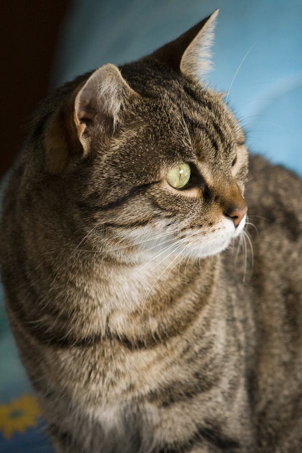 Funny Cat Asking for a Snack Stock Image - Image of eyes, little: 26093401