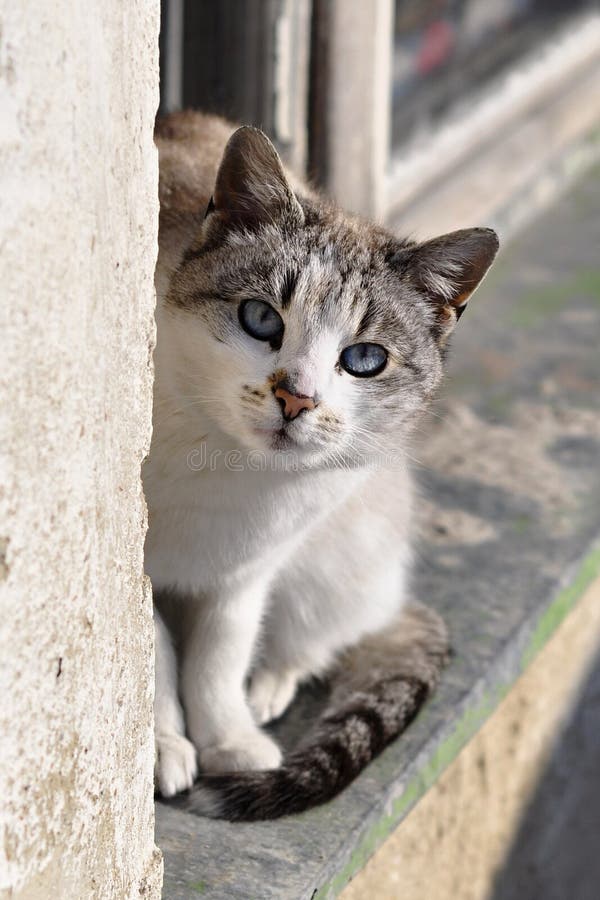 Cat Lurking Around the Corner Stock Photo - Image of feline, gazing ...