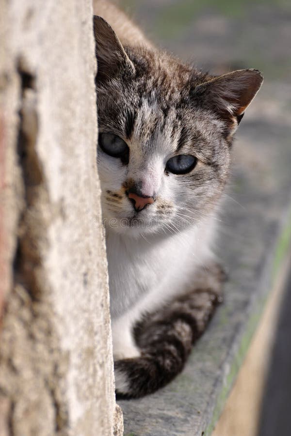 Cat Lurking Around the Corner Stock Photo - Image of feline, gazing ...