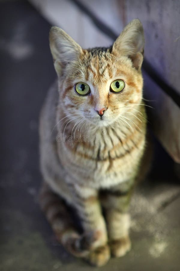 Scared cat stock image. Image of scared, pets, cute - 96884341