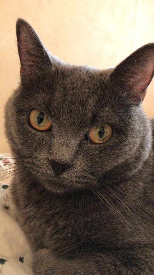 Cat stock image. Image of british, shot, ayes, hair - 129885313