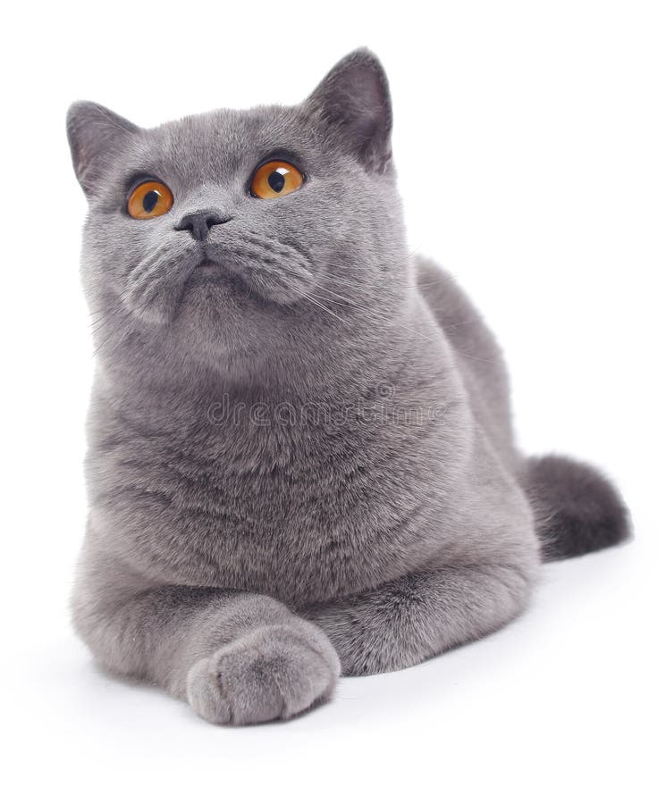 142 Fat Animals White Hand Stock Photos - Free & Royalty-Free Stock ...