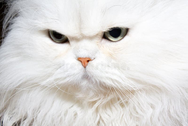 Angry Persian Cat stock image. Image of nose, close, whiskers - 5257381