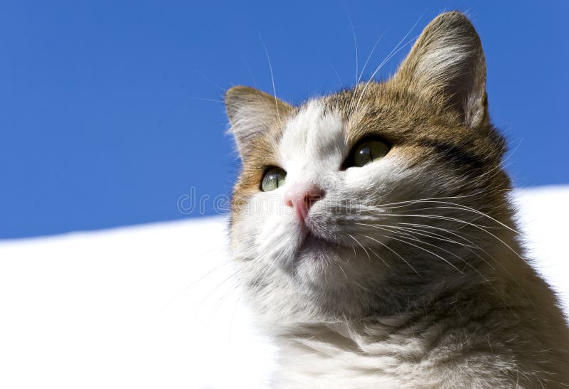 Greek Calico Cat at Wall Near Sea Stock Image - Image of looking, funny ...