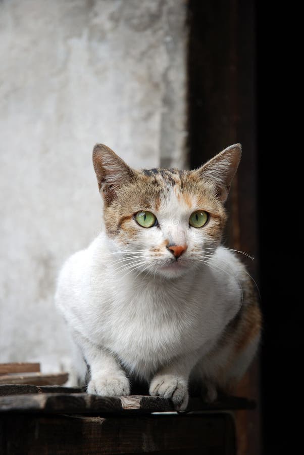 Cat stock image. Image of detail, animal, couchant, alert - 13459949