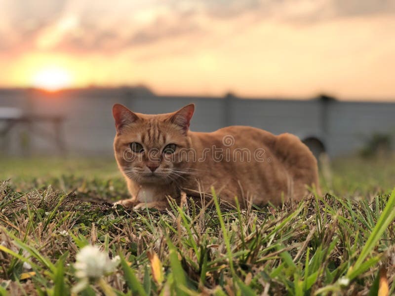 Cat stock image. Image of sunset, outdoor, natural, light - 136428813