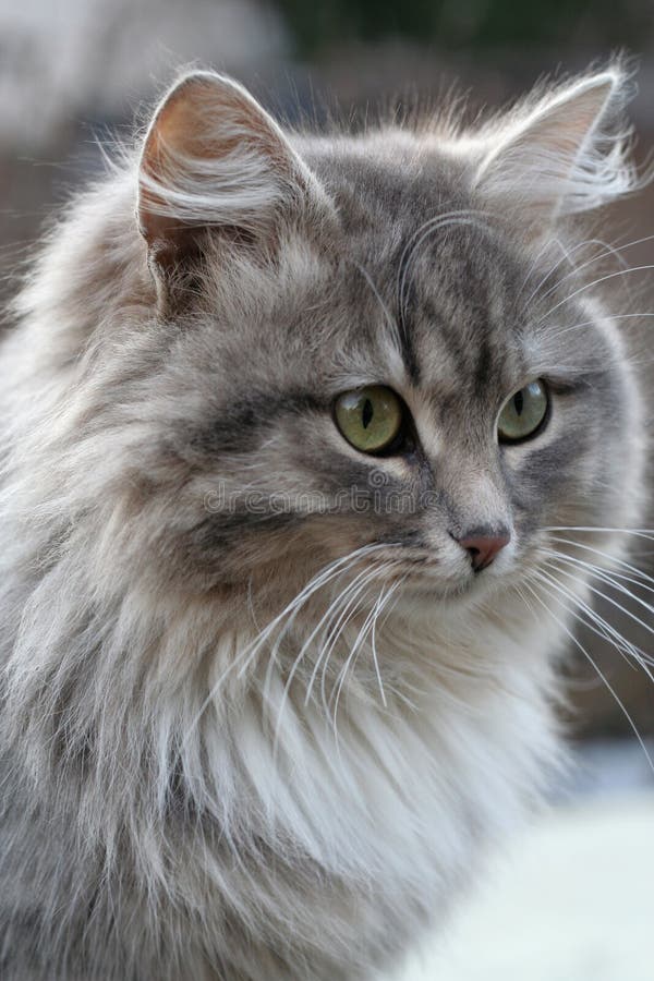 200,308 Grey Cat Stock Photos - Free & Royalty-Free Stock Photos from ...