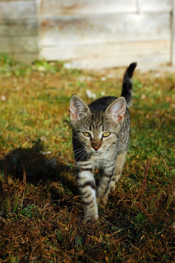 Angry tabby cat stock photo. Image of single, angry, kitty - 17655744