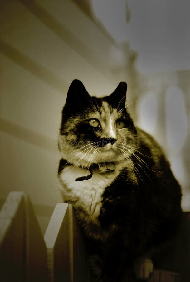 Sleepy Cat Awake stock image. Image of white, animal, domestic - 2065281