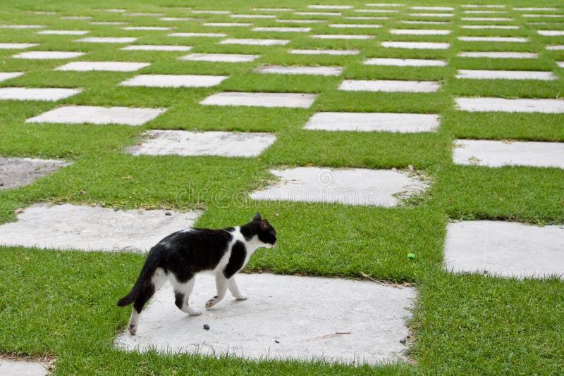 Cat stock image. Image of grass, animal, walking, checker - 14209623