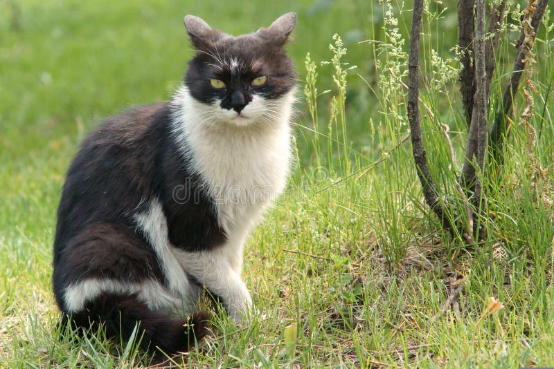 749 Cat Crouch Photos - Free & Royalty-Free Stock Photos from Dreamstime