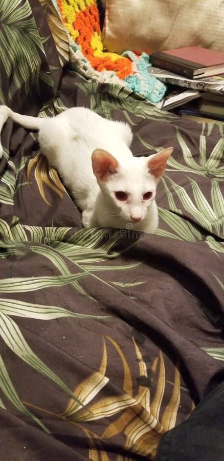 Cat imagem de stock. Imagem de gato, siamês, albino - 148301561