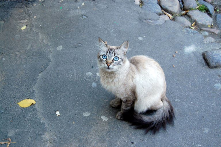 147 Cat Fat Siamese Stock Photos - Free & Royalty-Free Stock Photos ...