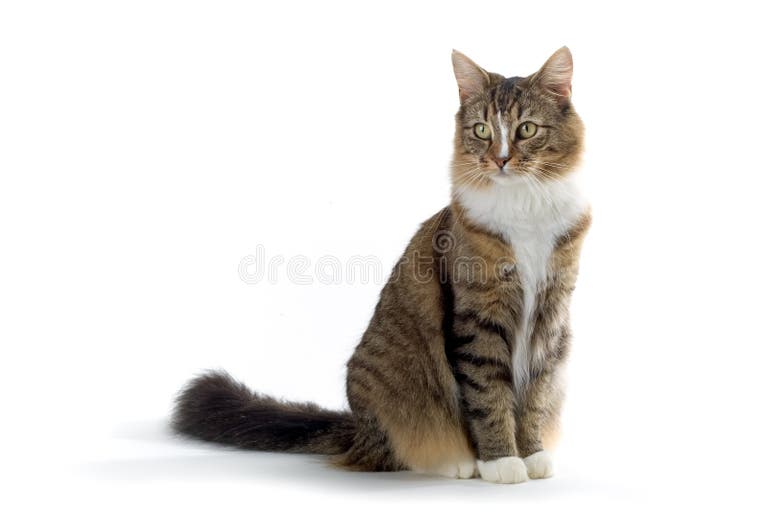 1,545,834 Cat Belgo Stock Photos - Free & Royalty-Free Stock Photos ...