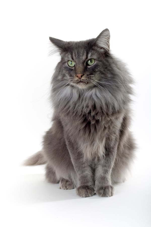Blue Persian cat in studio stock image. Image of whiskers - 18797833