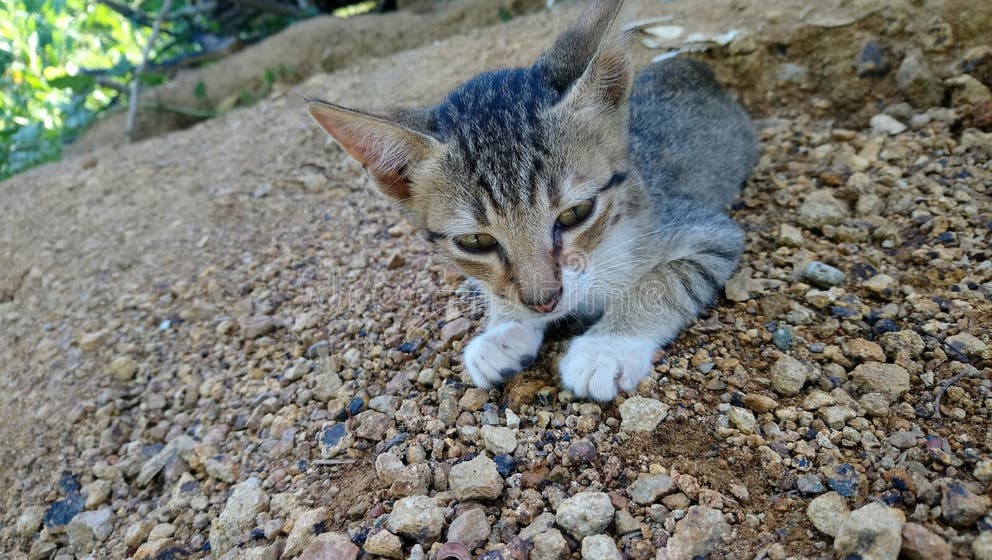 Cat stock photo. Image of pusa, iring, animal - 159584800