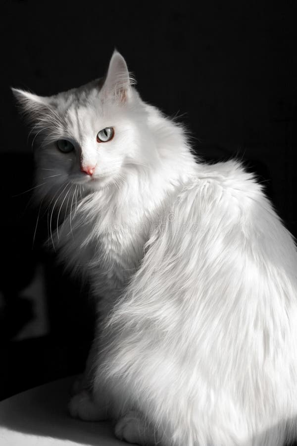 Cat Free Stock Photos & Pictures, Cat Royalty-Free and Public Domain ...