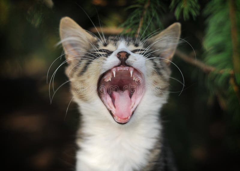 Snarling Cat stock image. Image of hiss, anger, cattitude - 187567