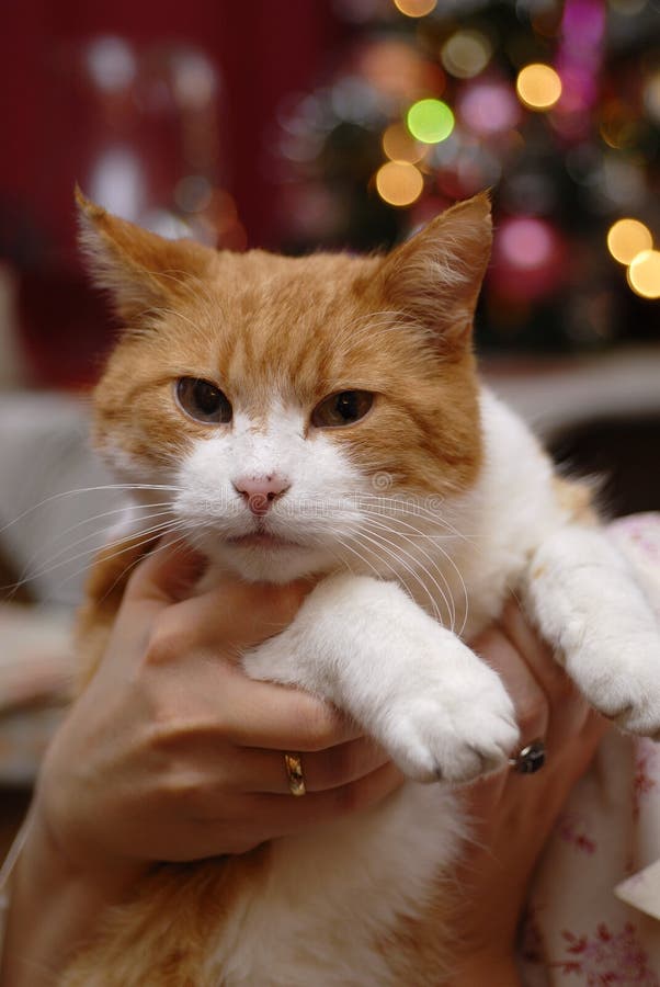 Very Cool Cat stock image. Image of stripes, funny, whiskers - 5537579