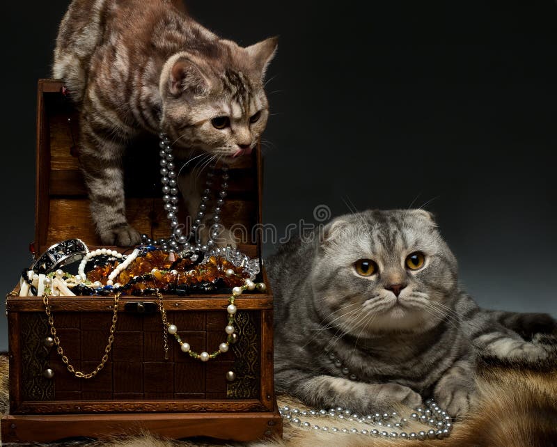 600 Cat Treasure Stock Photos - Free & Royalty-Free Stock Photos from ...