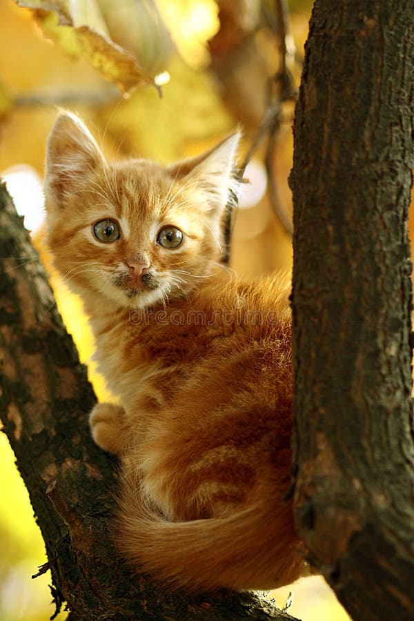 Cat stock image. Image of yellow, kitten, amber, wildcat - 1757997