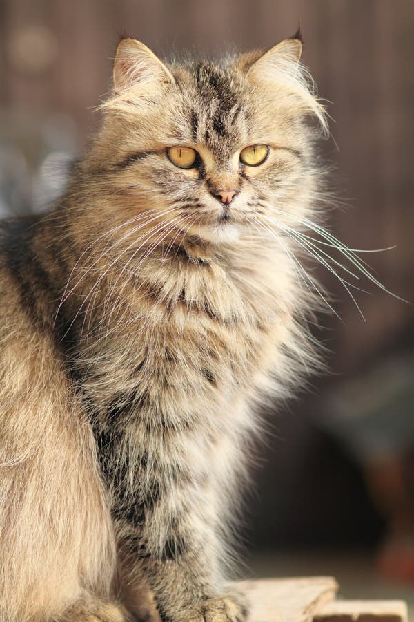 Cat Free Stock Photos & Pictures, Cat Royalty-Free and Public Domain ...