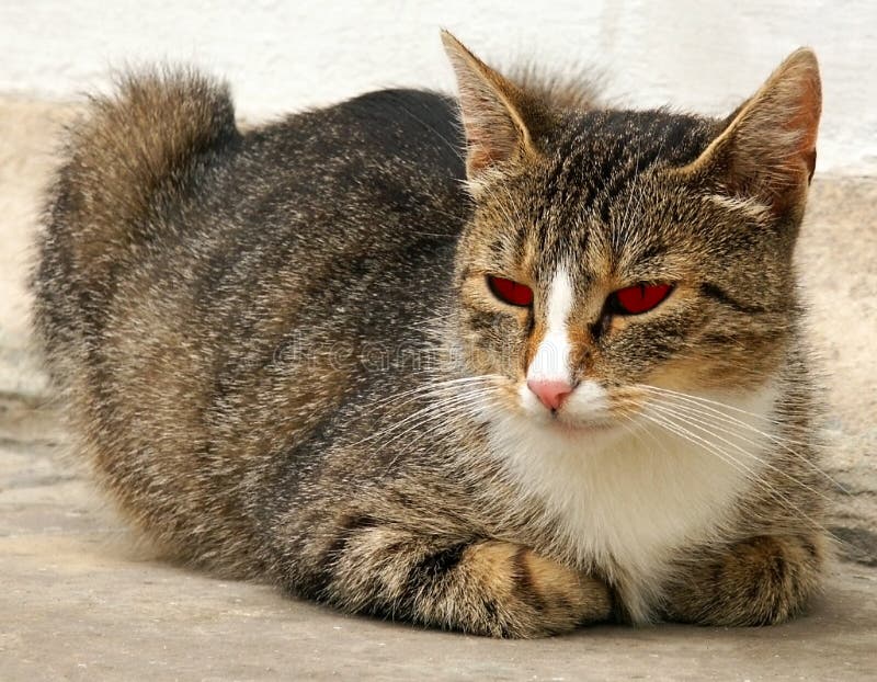 Cat Free Stock Photos & Pictures, Cat Royalty-Free and Public Domain ...